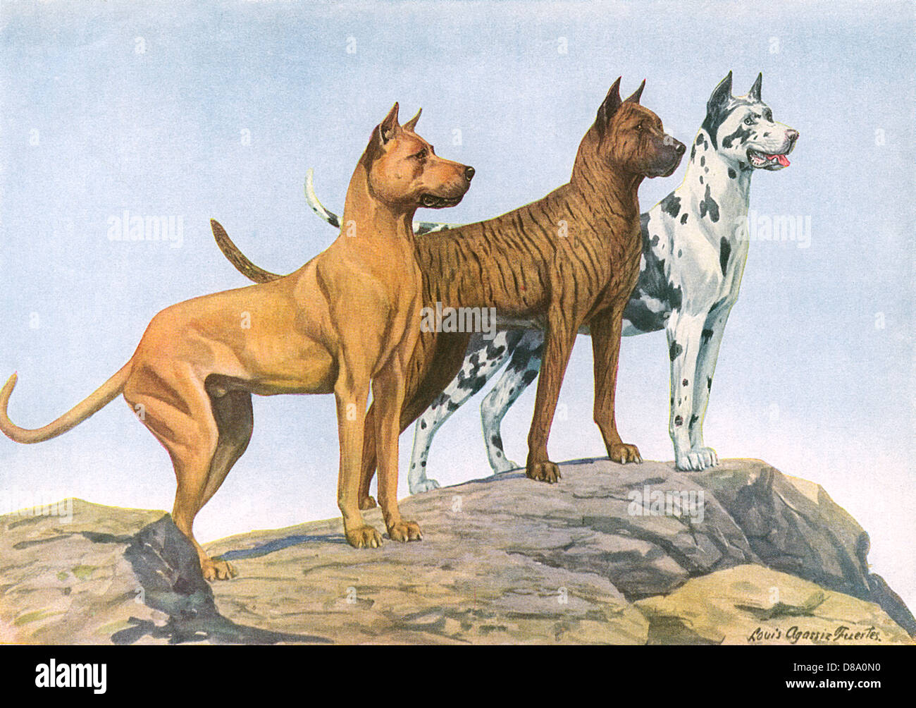 THREE GREAT DANE DOGS Stock Photo - Alamy