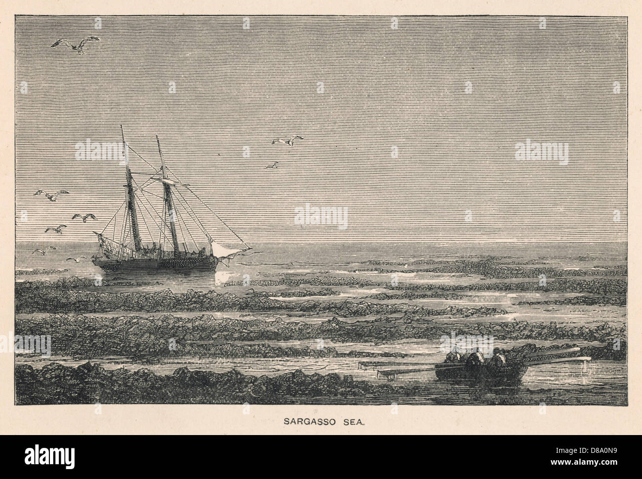 Sargasso sea hi-res stock photography and images - Alamy