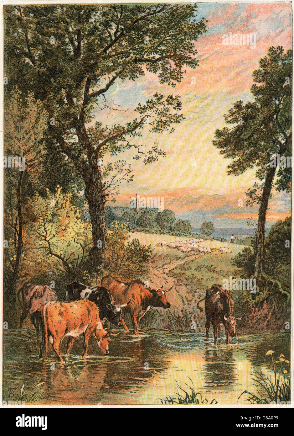 CATTLE IN STREAM Stock Photo - Alamy