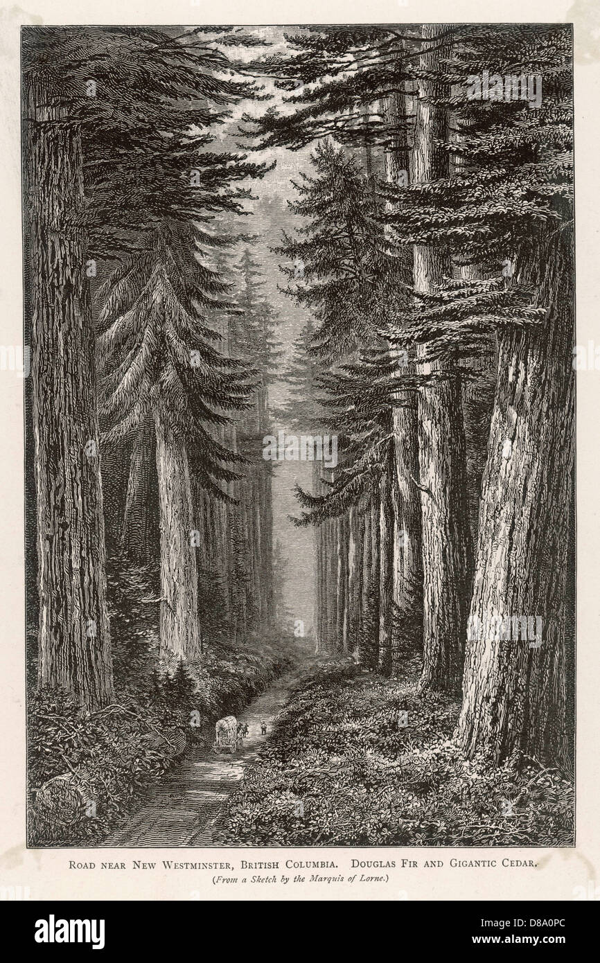 CANADIAN FOREST SCENE Stock Photo - Alamy