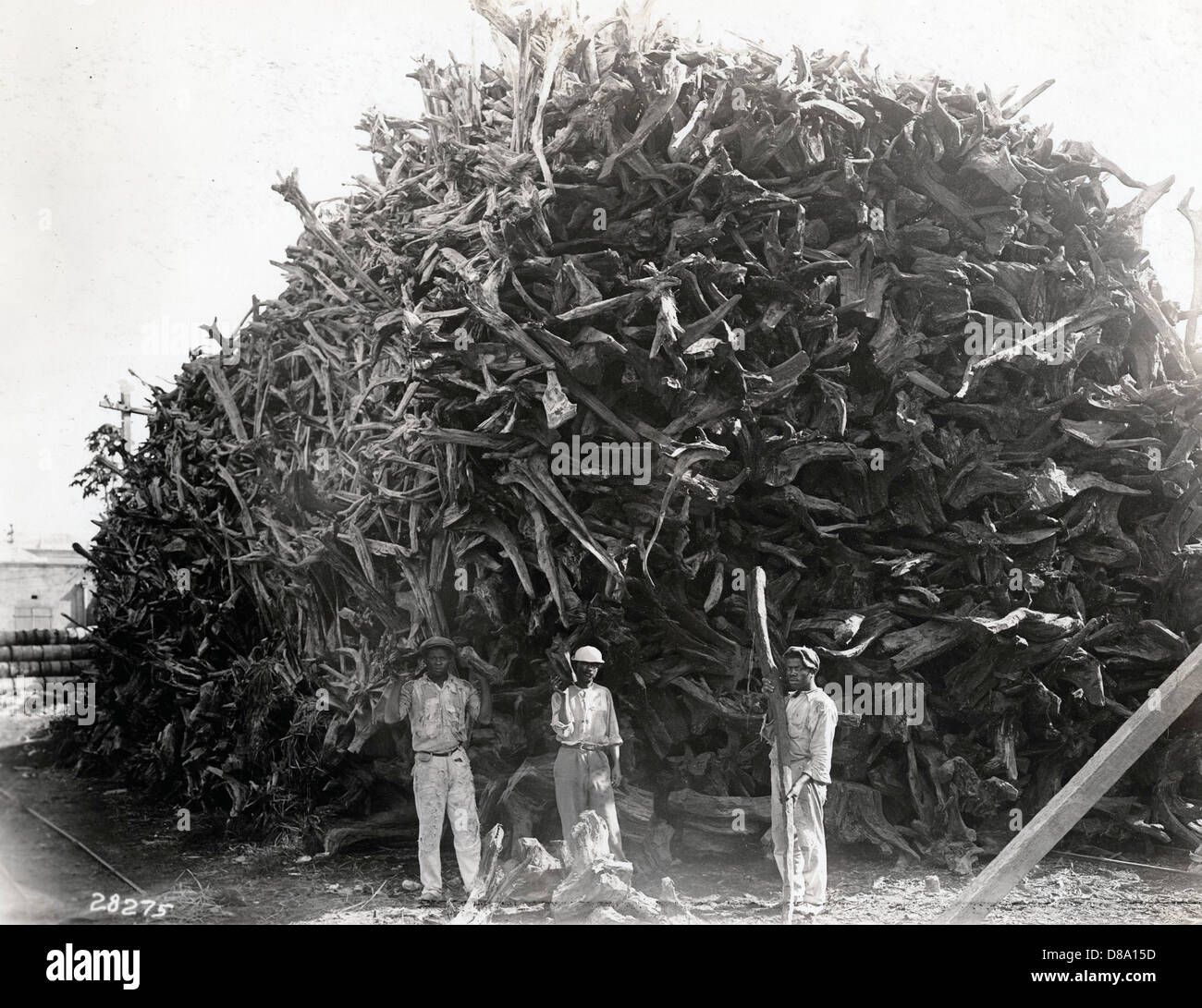 Wood Collectors, Jamaica, ca 1930 Stock Photo - Alamy