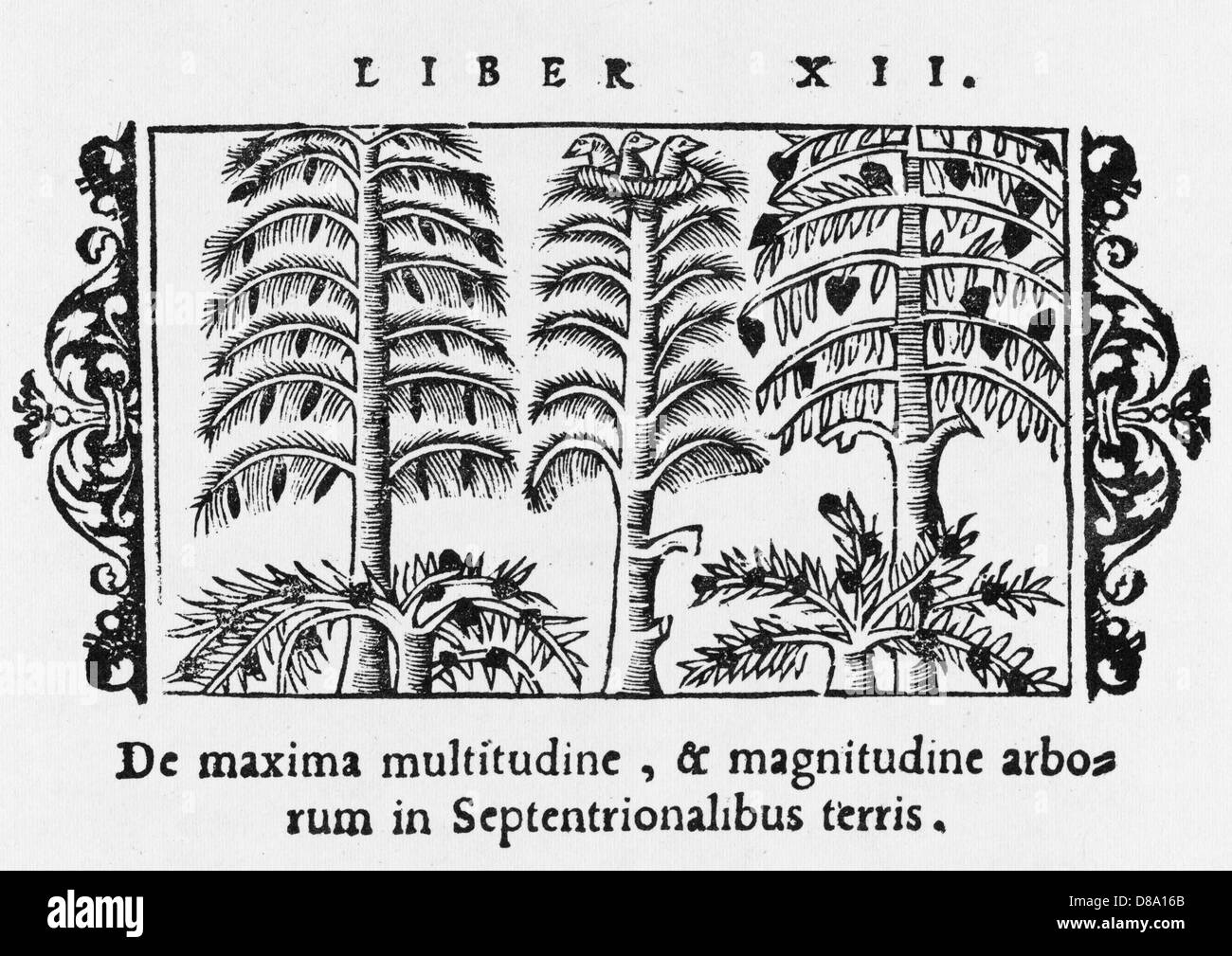 KINDS OF NORTHERN TREE Stock Photo - Alamy