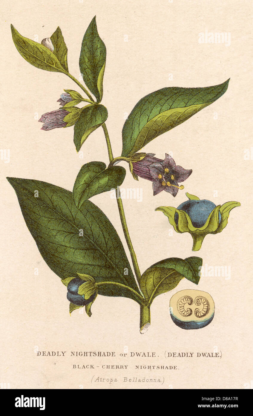 Atropa belladonna history High Resolution Stock Photography and Images ...