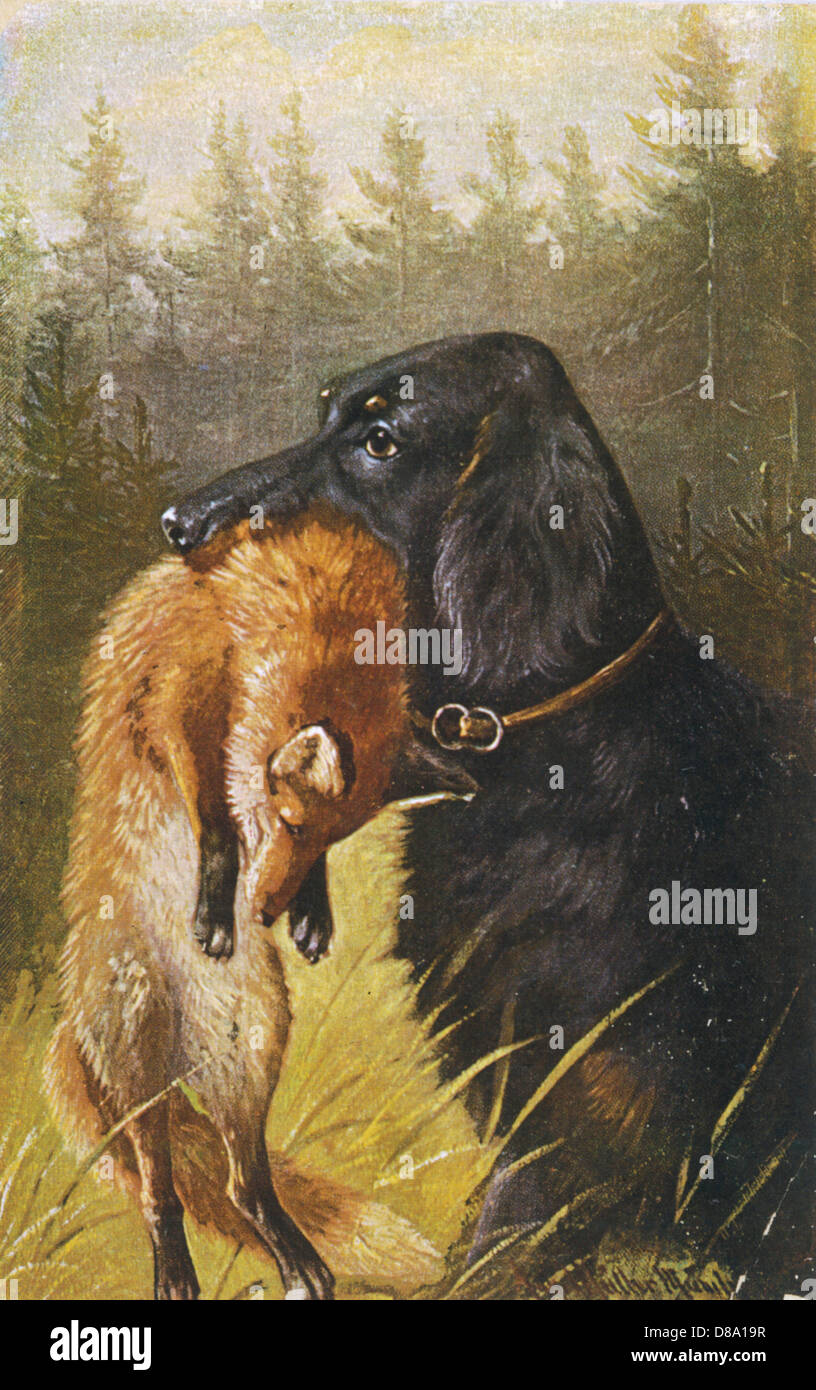 SETTER WITH DEAD FOX Stock Photo - Alamy