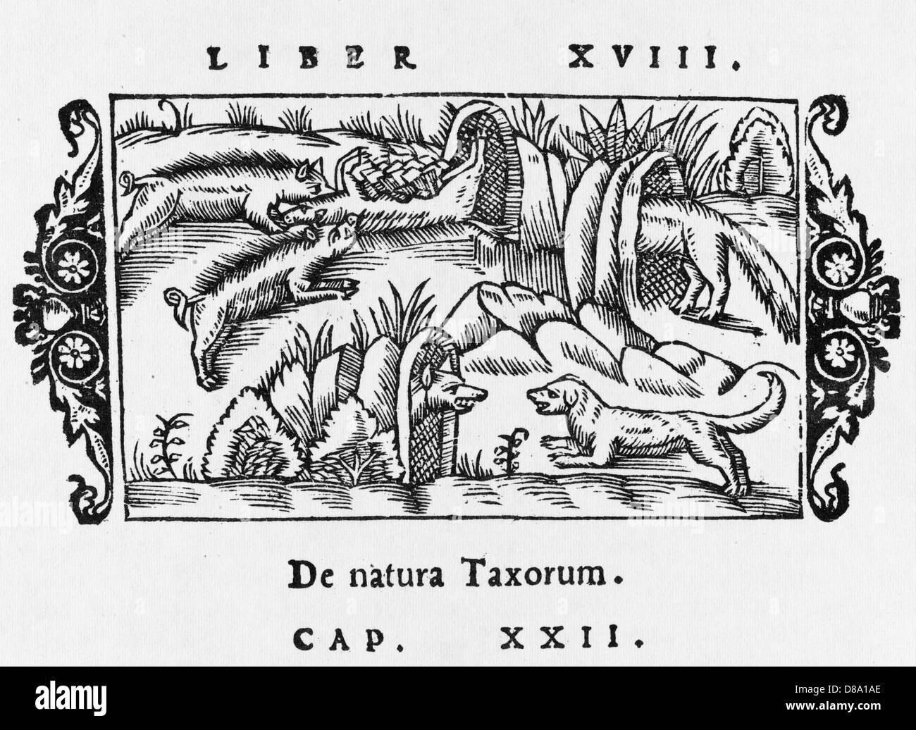 Hunting for skins Black and White Stock Photos & Images - Alamy