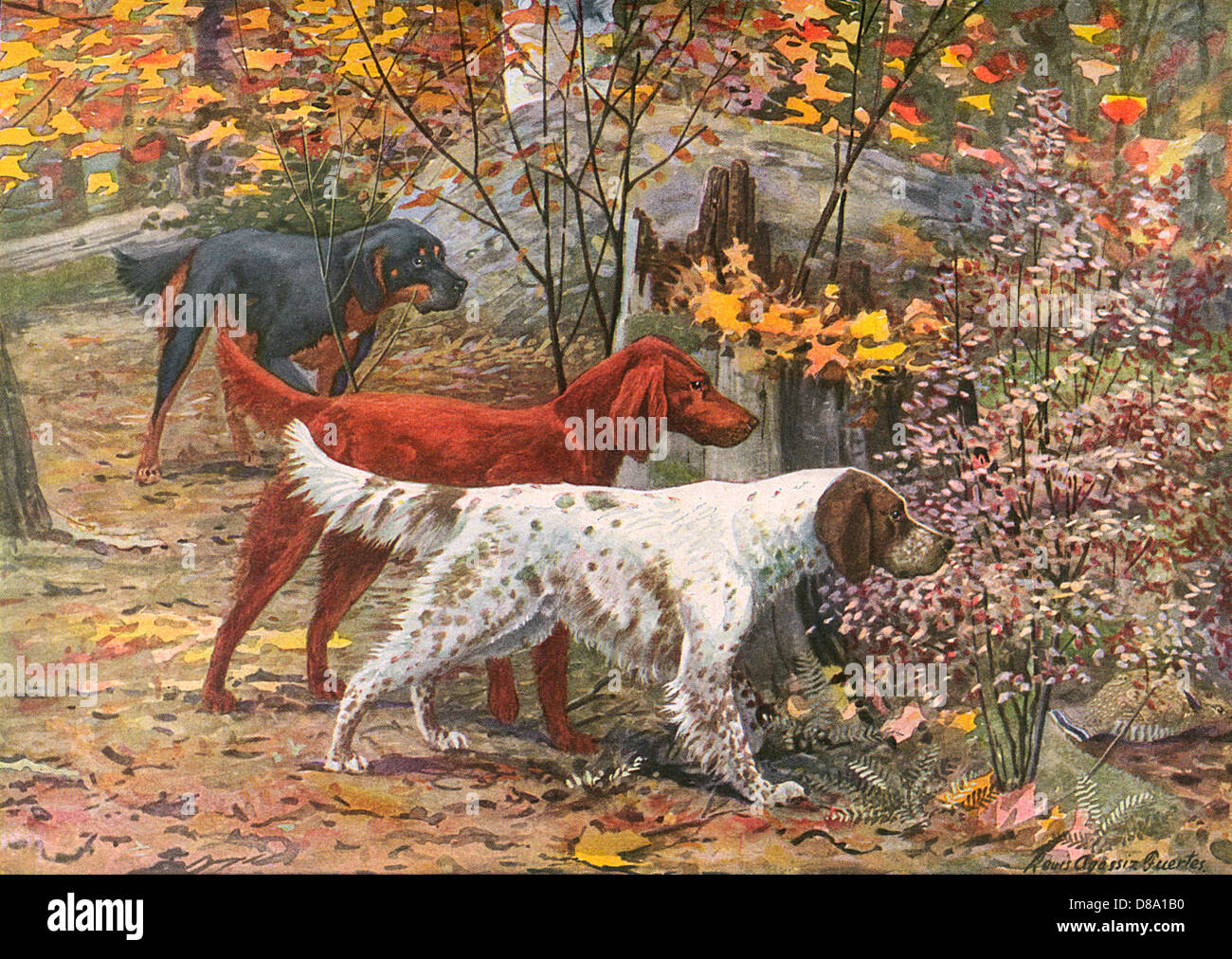 English setters hi-res stock photography and images - Alamy