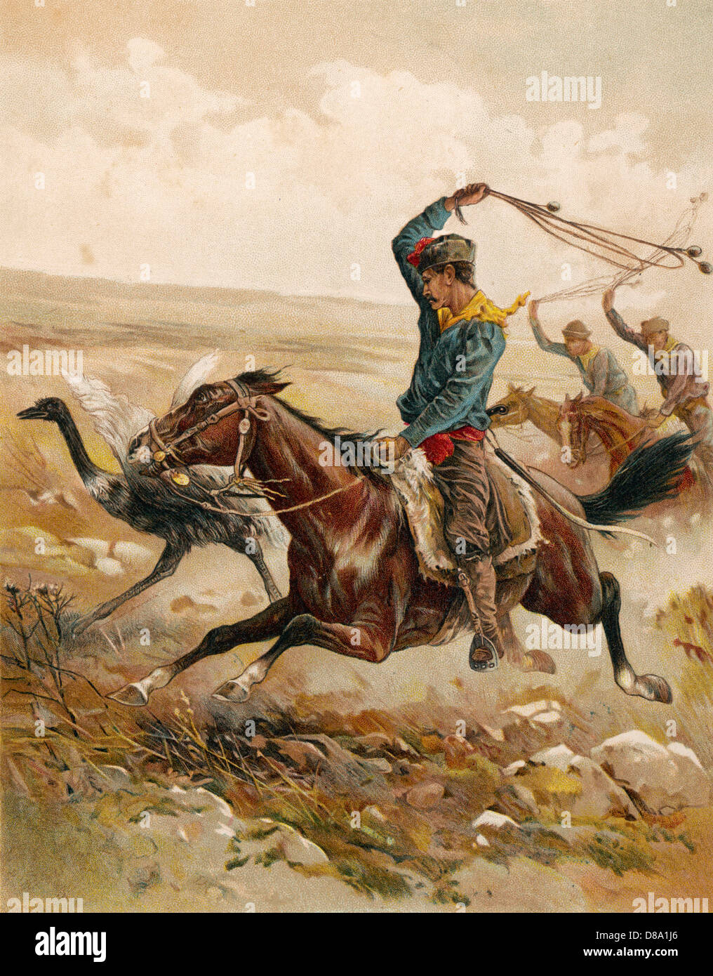 Ostrich hunting hi-res stock photography and images - Alamy