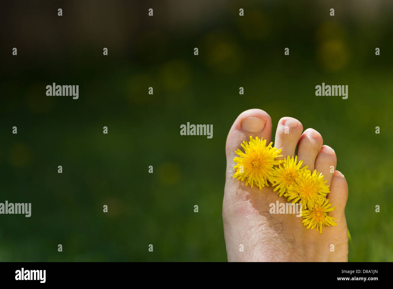 adult male foot with dandelion flowers in between each toe on a green ...