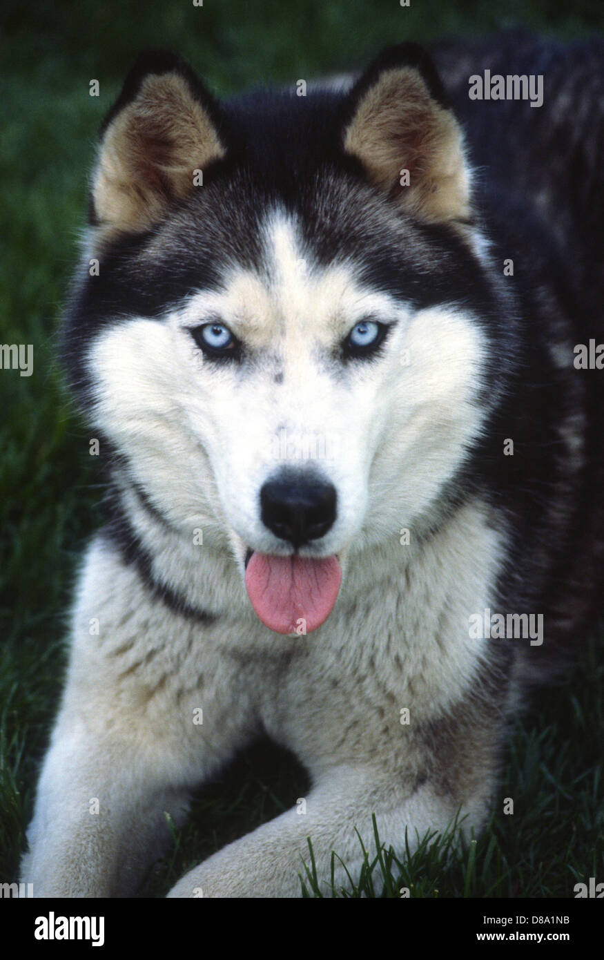 Portrait of Siberian Husky Stock Photo - Alamy