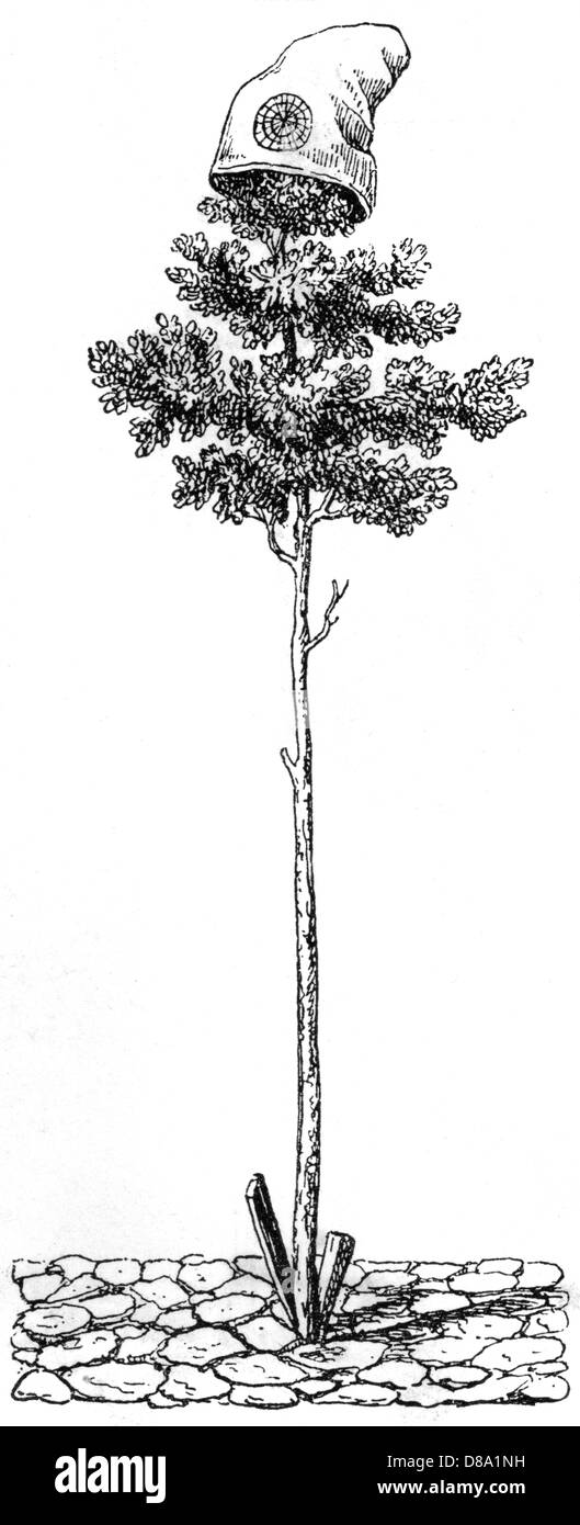 Liberty tree hi-res stock photography and images - Alamy