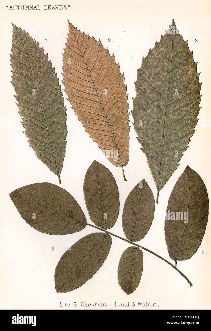 CHESTNUT, WALNUT LEAVES Stock Photo - Alamy