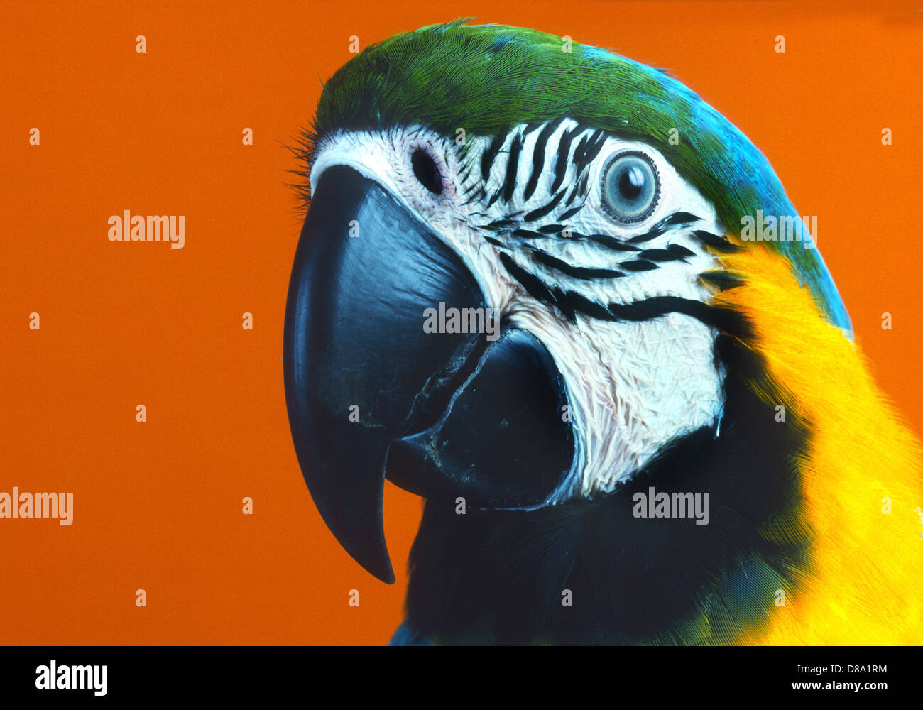 Loud macaw hi-res stock photography and images - Alamy