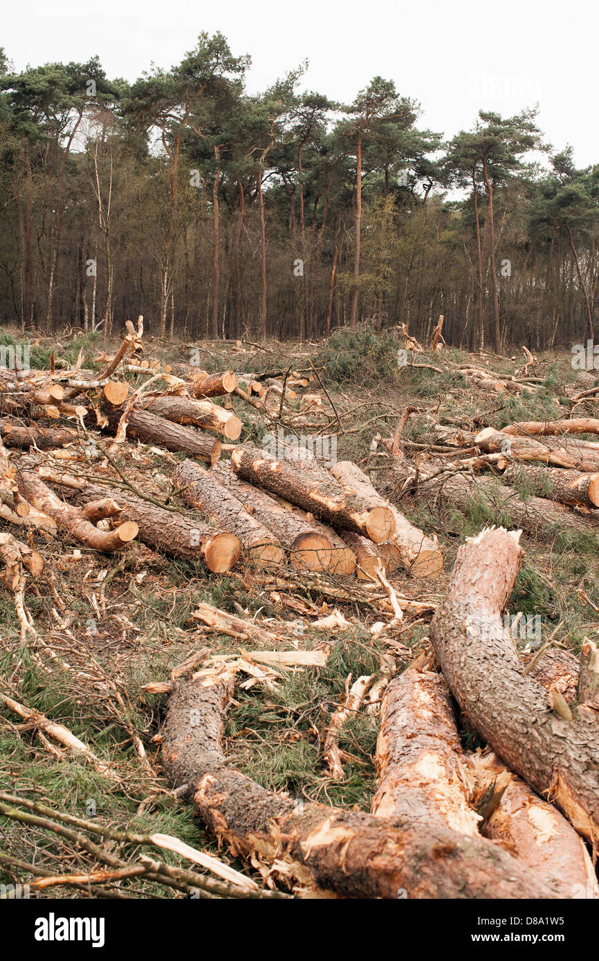 Lumberjack forest hi-res stock photography and images - Alamy