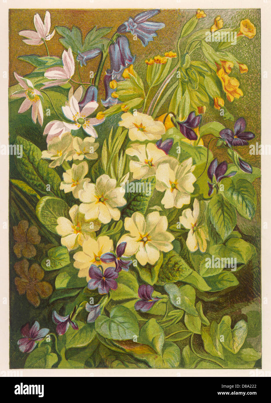 FLOWERS OF MARCH & APRIL Stock Photo - Alamy