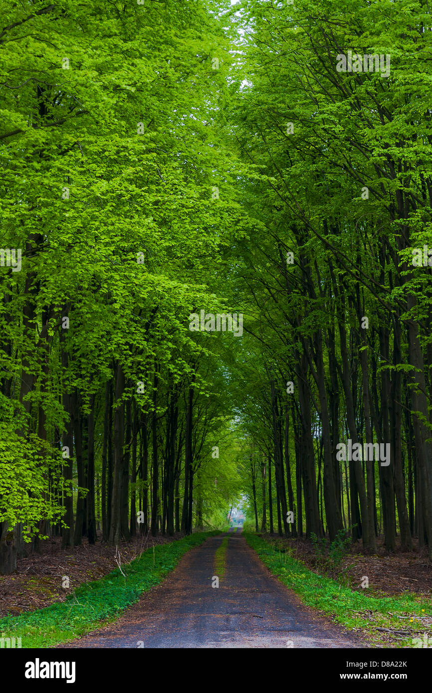 Spring landscape with forest road Stock Photo - Alamy