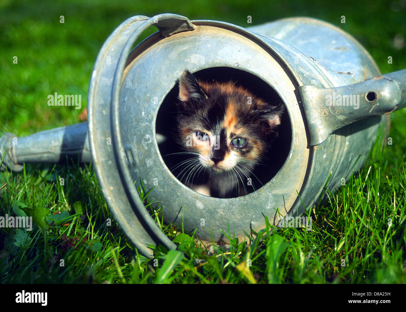 Kitten in can Stock Photo - Alamy