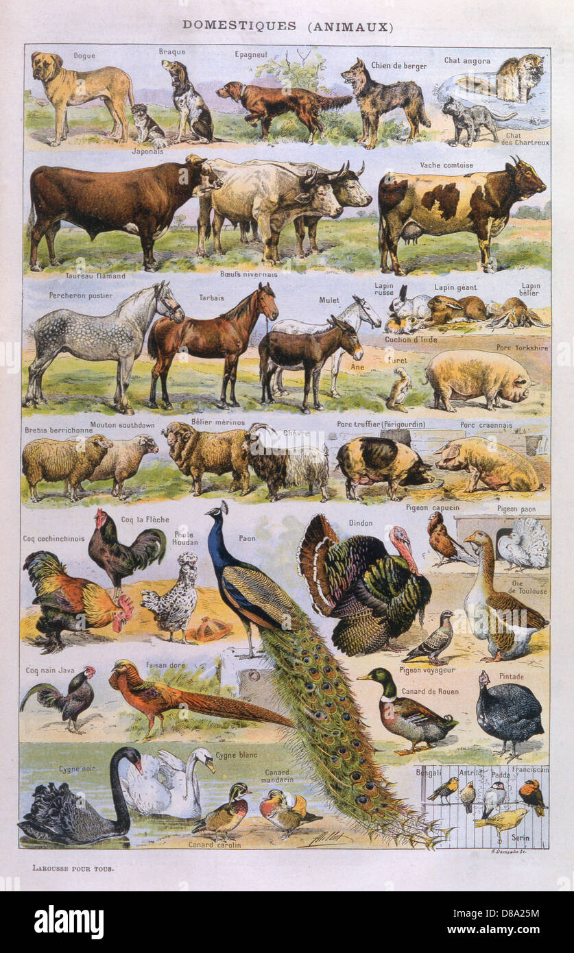 General animals hi-res stock photography and images - Alamy