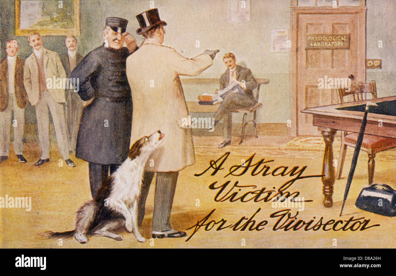 DOG FOR VIVISECTION Stock Photo - Alamy