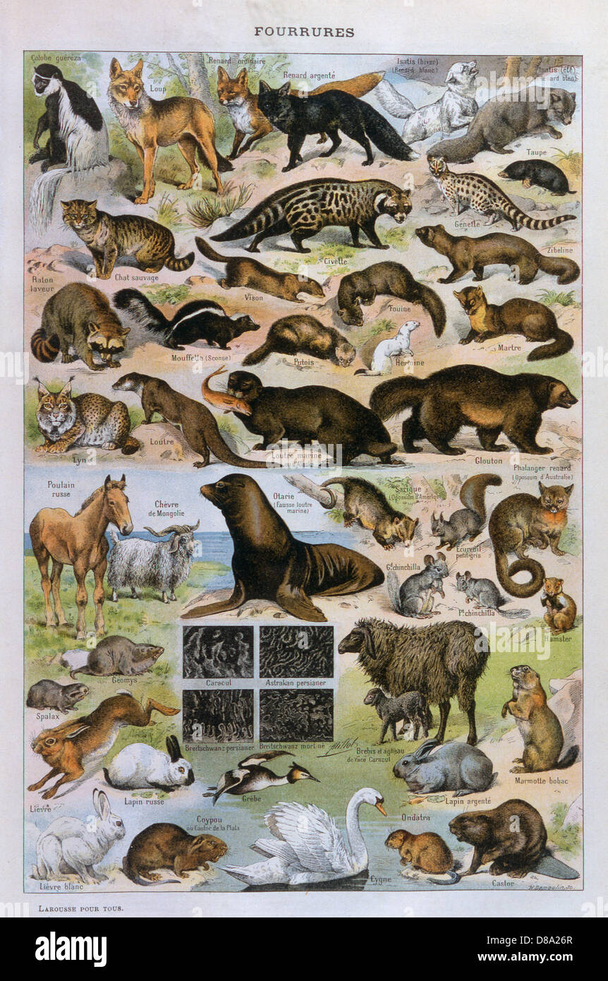 Fur and feathers hi-res stock photography and images - Alamy