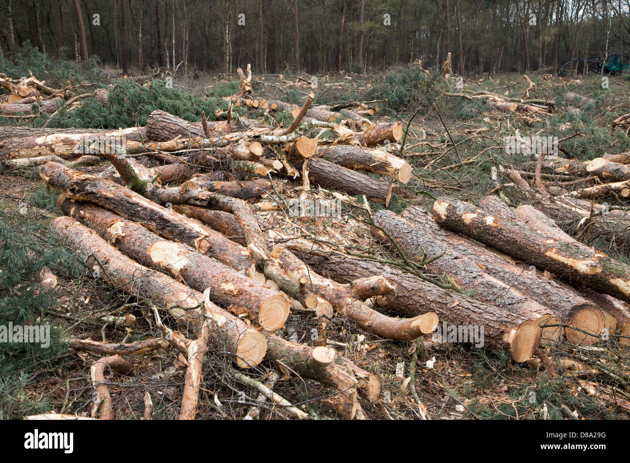 Lumberjack forest hi-res stock photography and images - Alamy