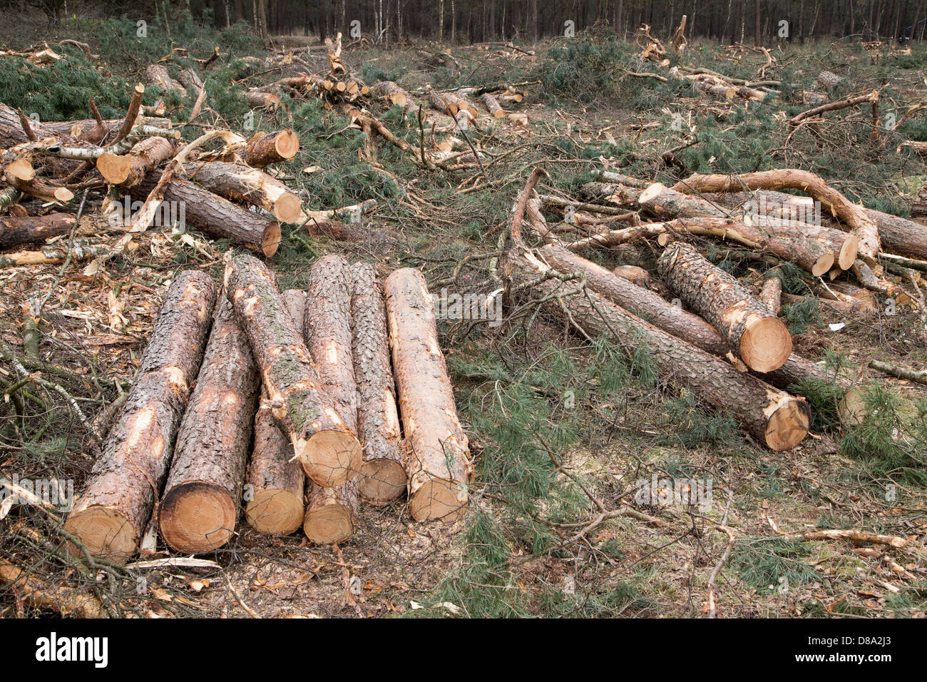 Lumberjack forest hi-res stock photography and images - Alamy