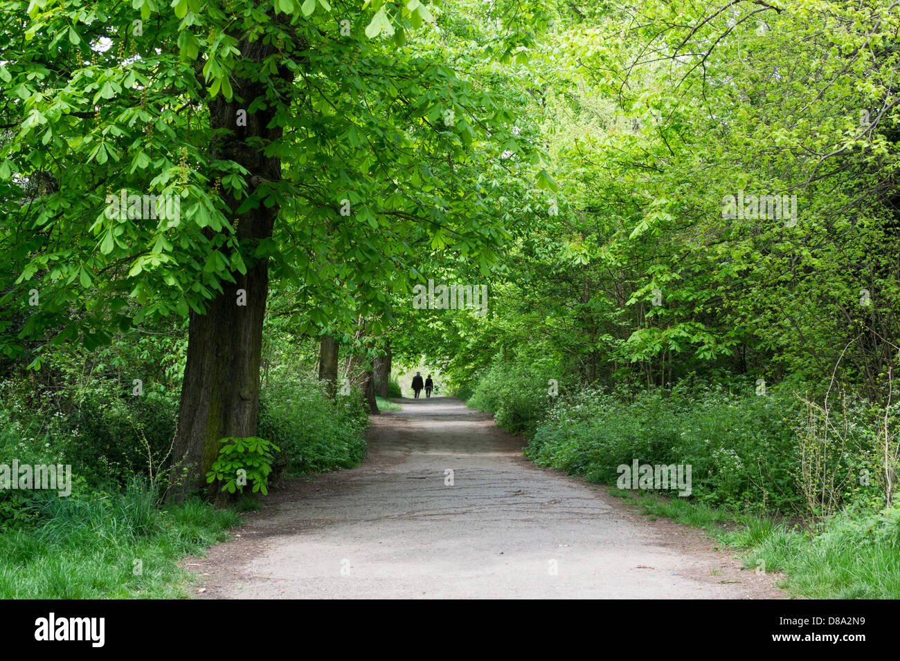 A view down a sunlit tree-lined path Stock Photo - Alamy