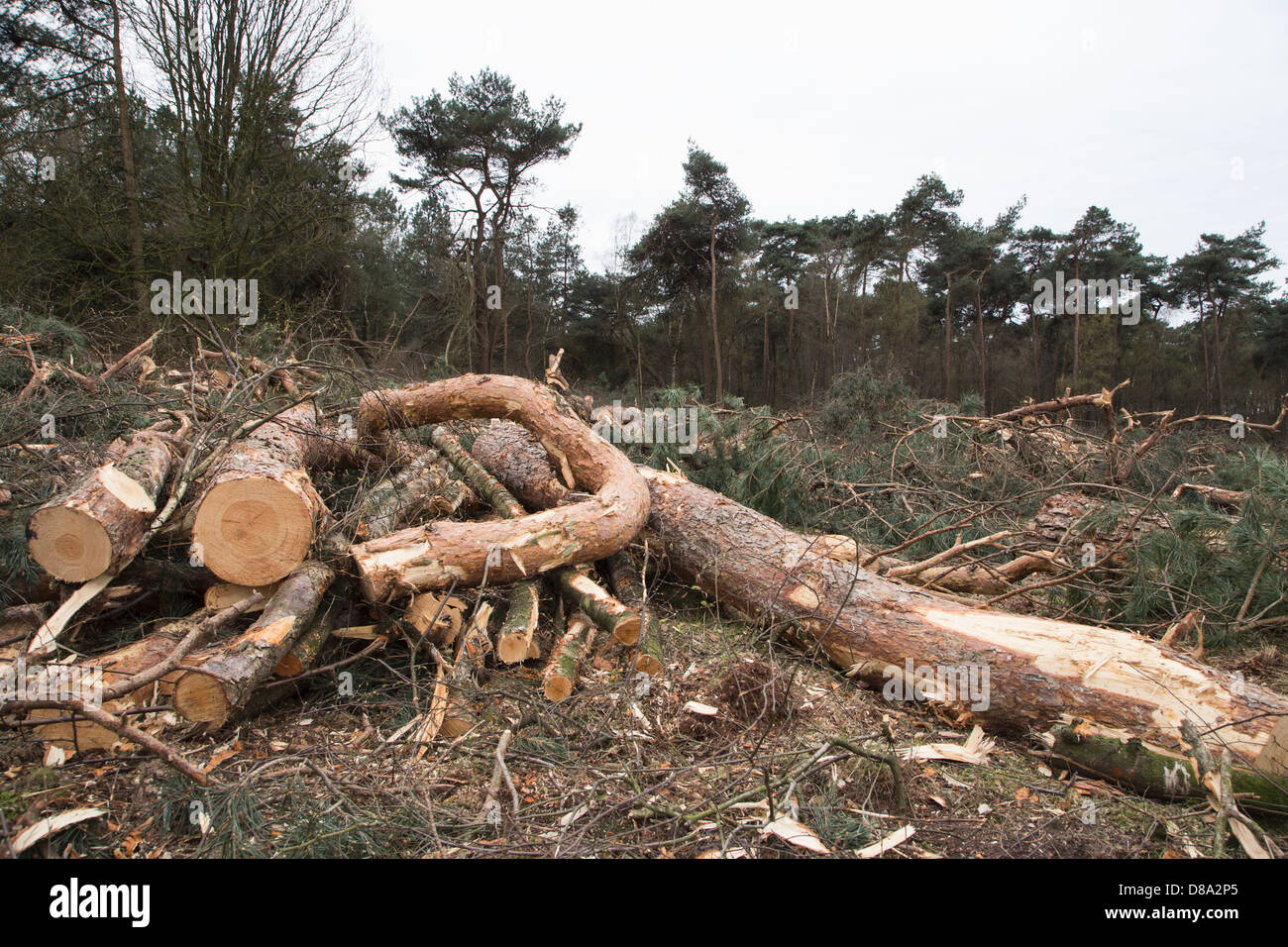 Lumberjack forest hi-res stock photography and images - Alamy