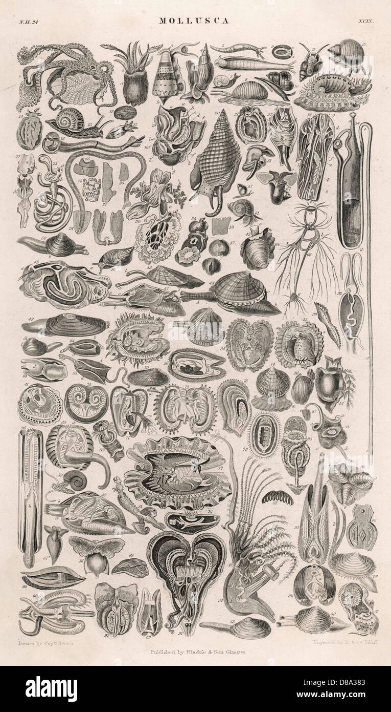 Molluscs hi-res stock photography and images - Alamy