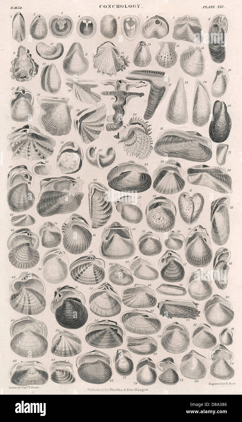 Bivalves hi-res stock photography and images - Alamy