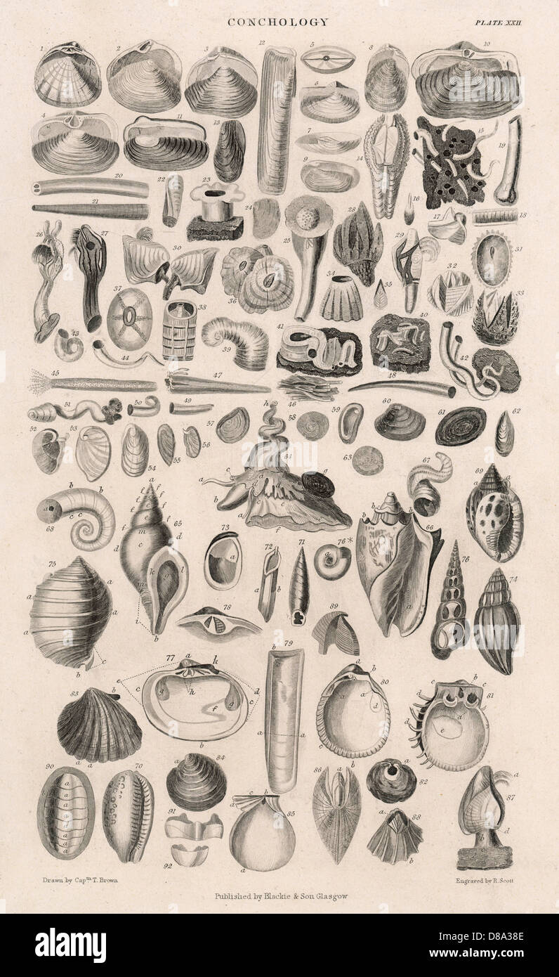 VARIETY OF SEA SHELLS Stock Photo - Alamy