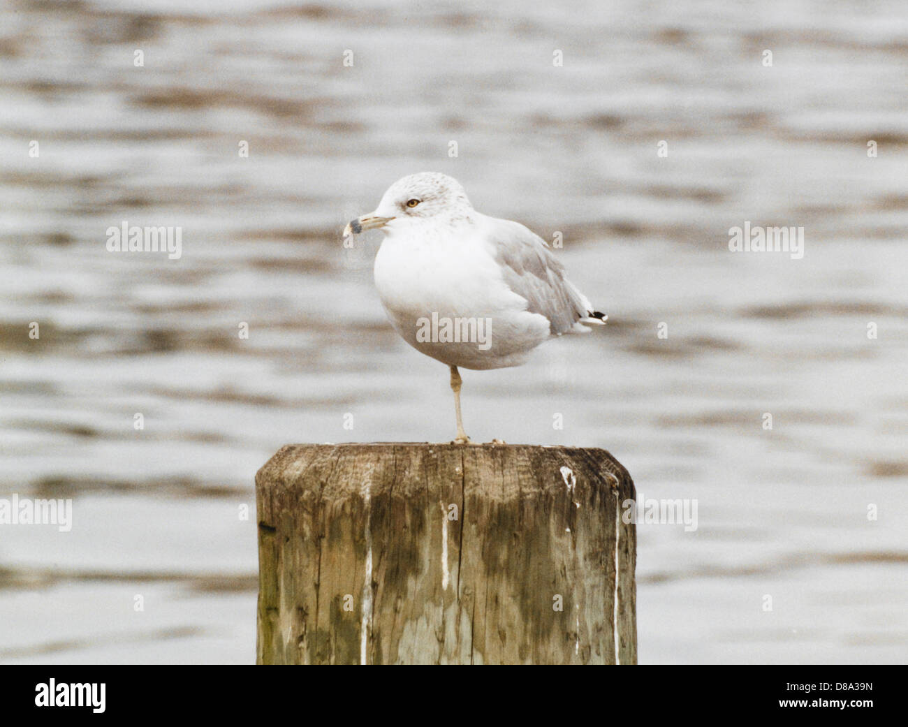 Boston birds hi-res stock photography and images - Alamy