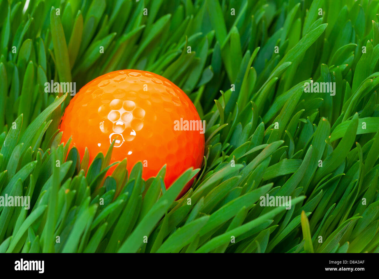 Orange golf ball in the long grass, closeup Stock Photo - Alamy