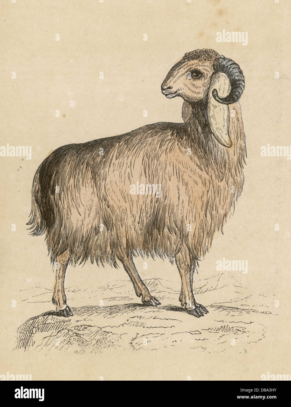 19th century syrian hi-res stock photography and images - Alamy