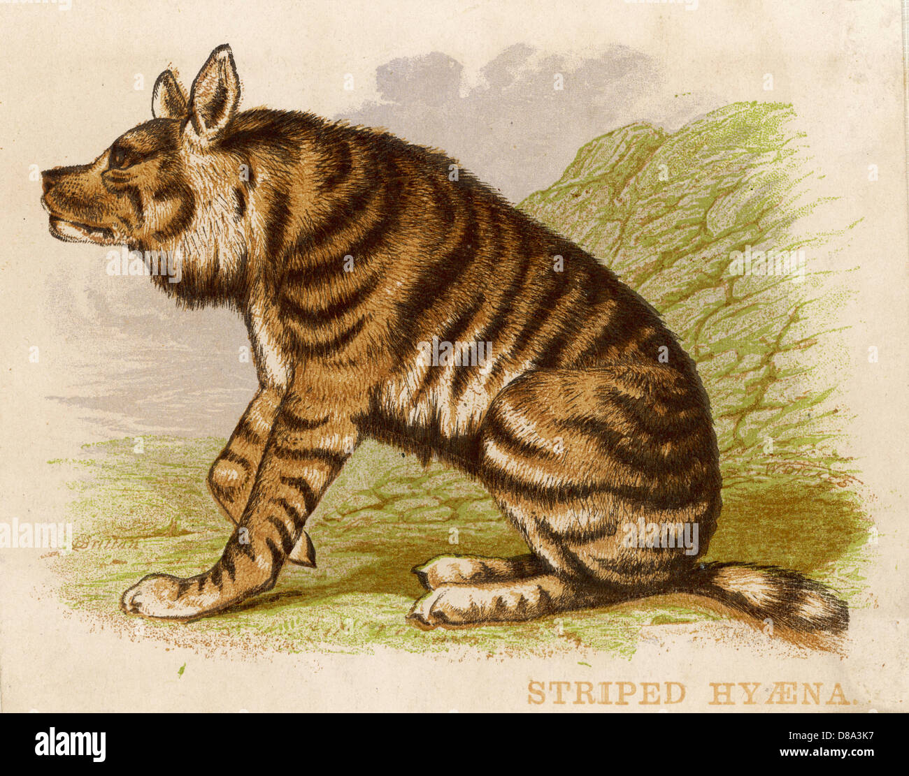 Hyena - Striped - 1880s Stock Photo - Alamy