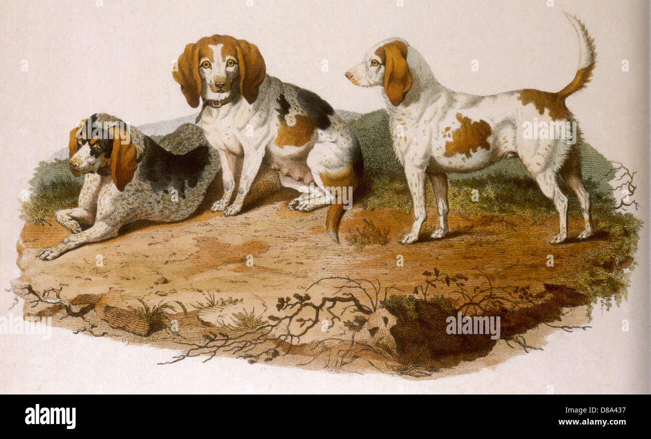 Early Type Beagle Dogs Stock Photo - Alamy
