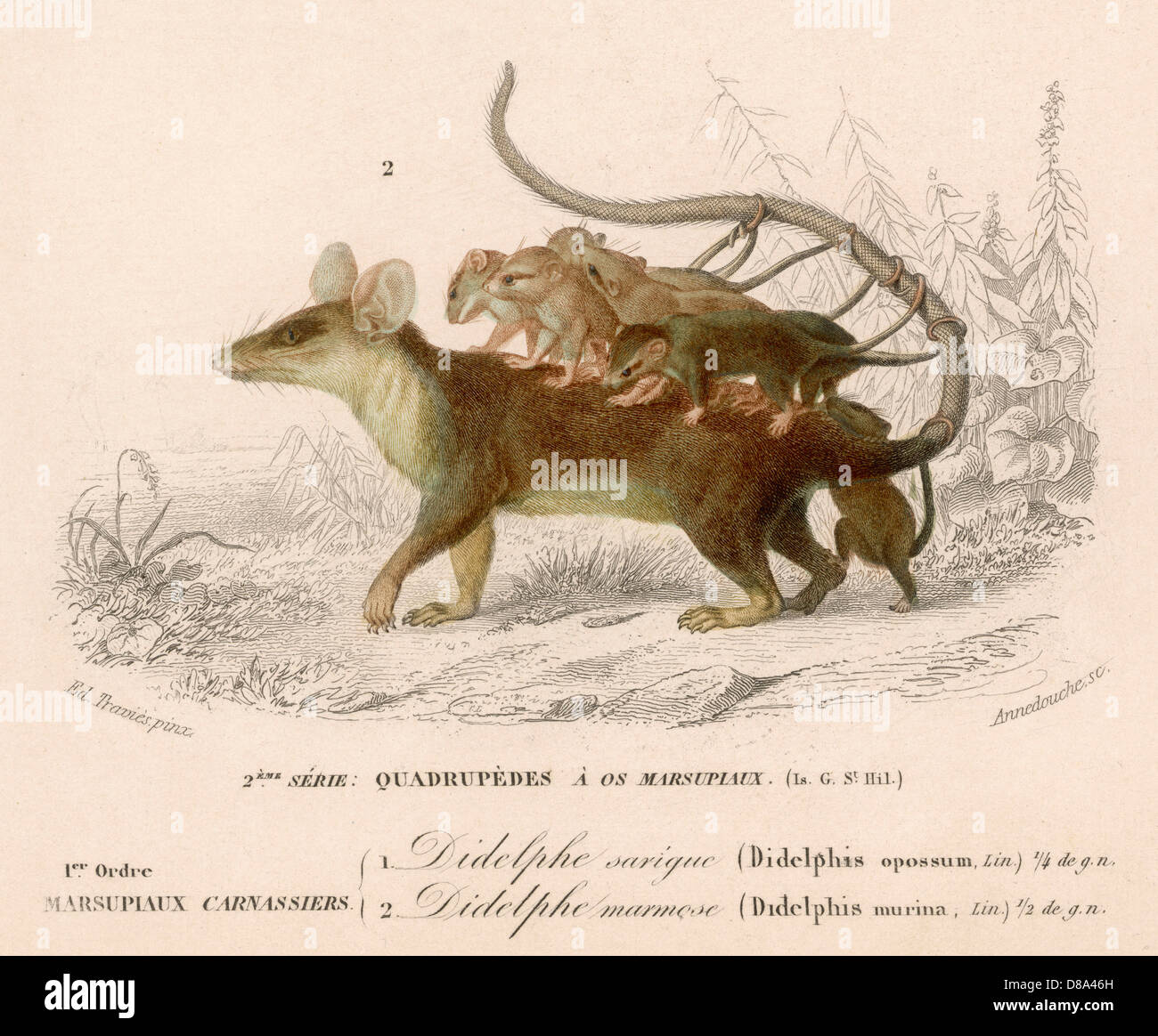 OPOSSUM MOUSE 19C Stock Photo - Alamy