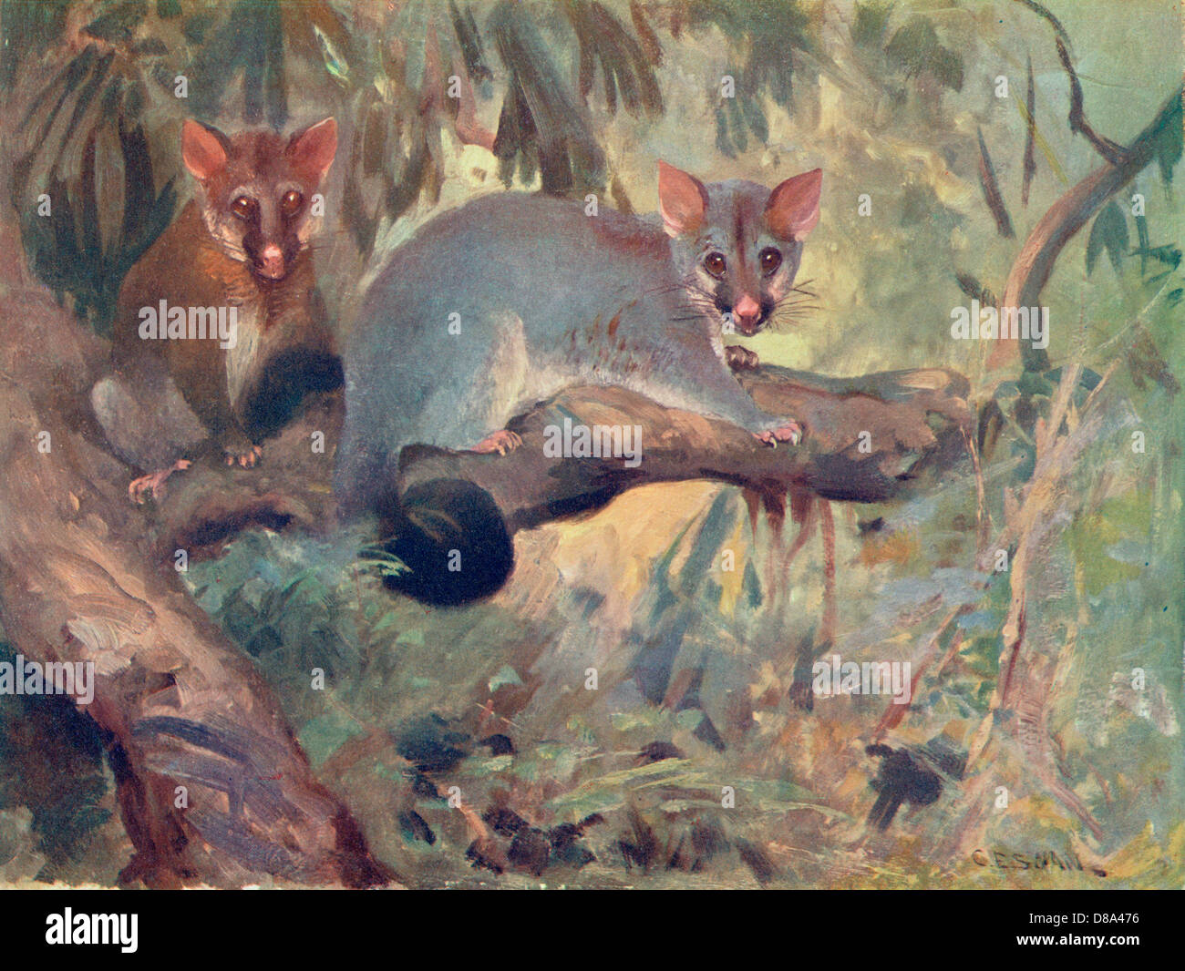 Phalanger hi-res stock photography and images - Alamy