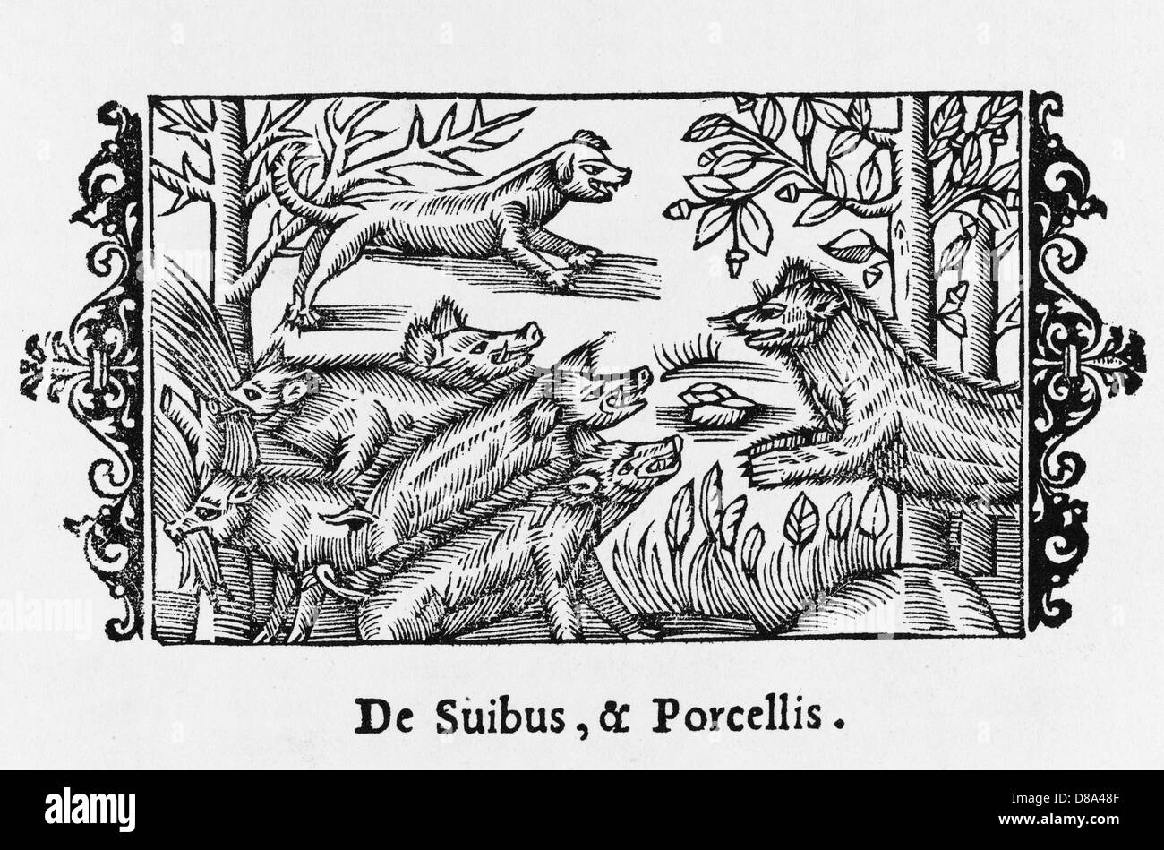 Group of pigs Black and White Stock Photos & Images - Alamy