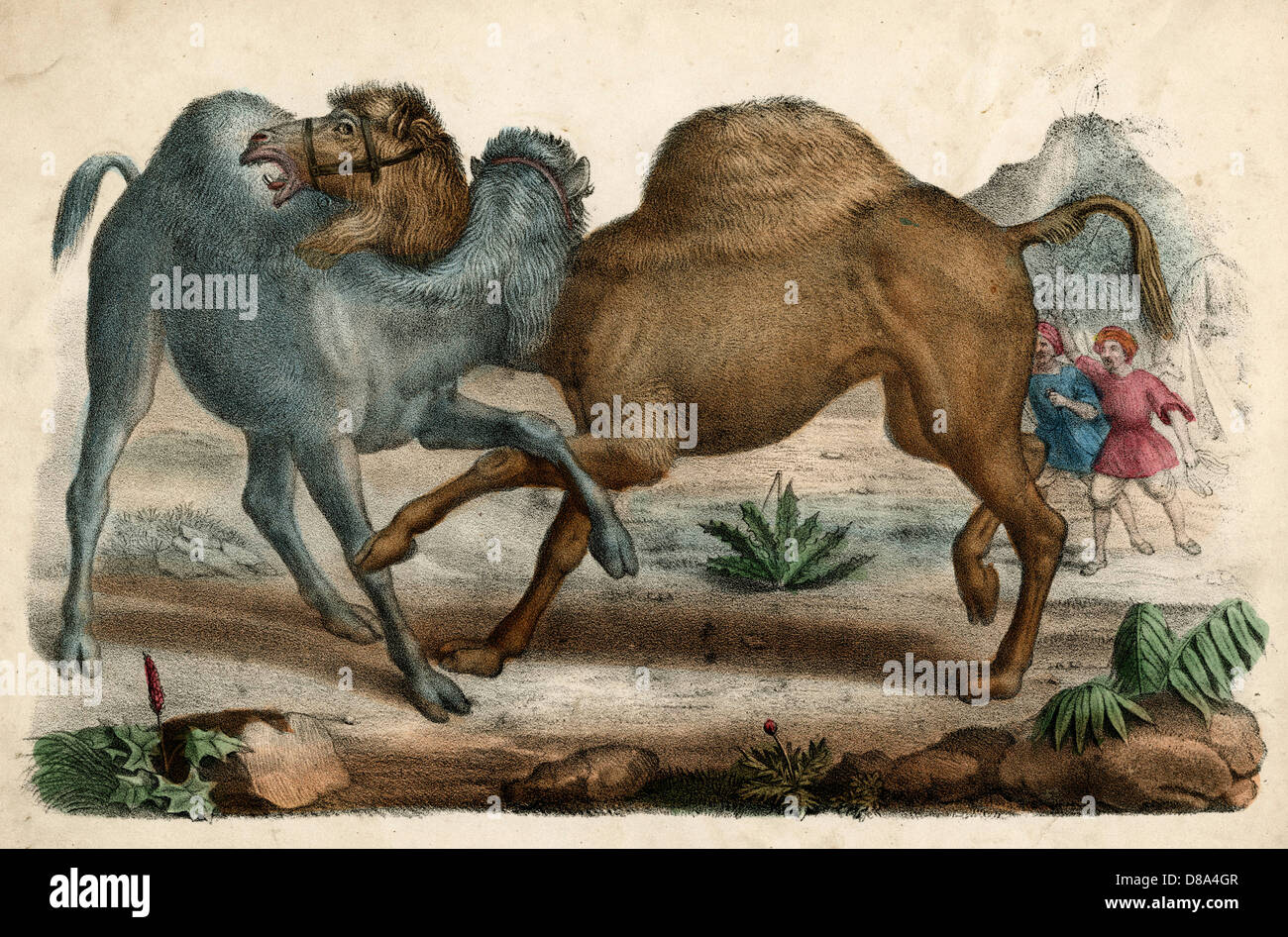 Fighting camels hi-res stock photography and images - Alamy