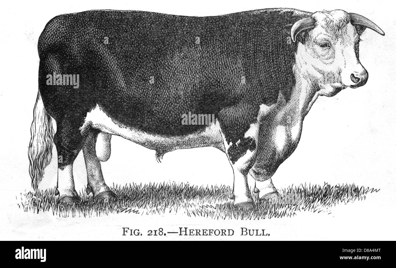 Cattle Hereford Bull Stock Photo - Alamy