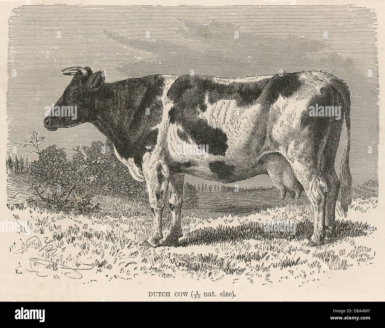 CATTLE / DUTCH COW 19C Stock Photo - Alamy