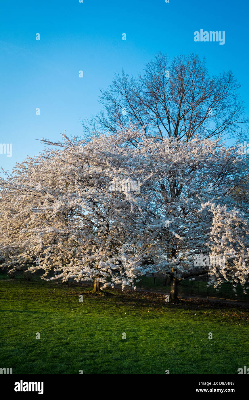 Blooming cherry tree in Central Park, New York City Stock Photo - Alamy