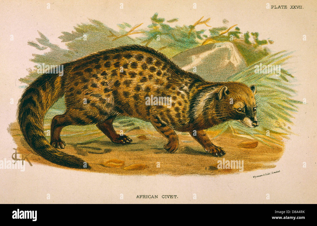 Civet cat hi-res stock photography and images - Alamy