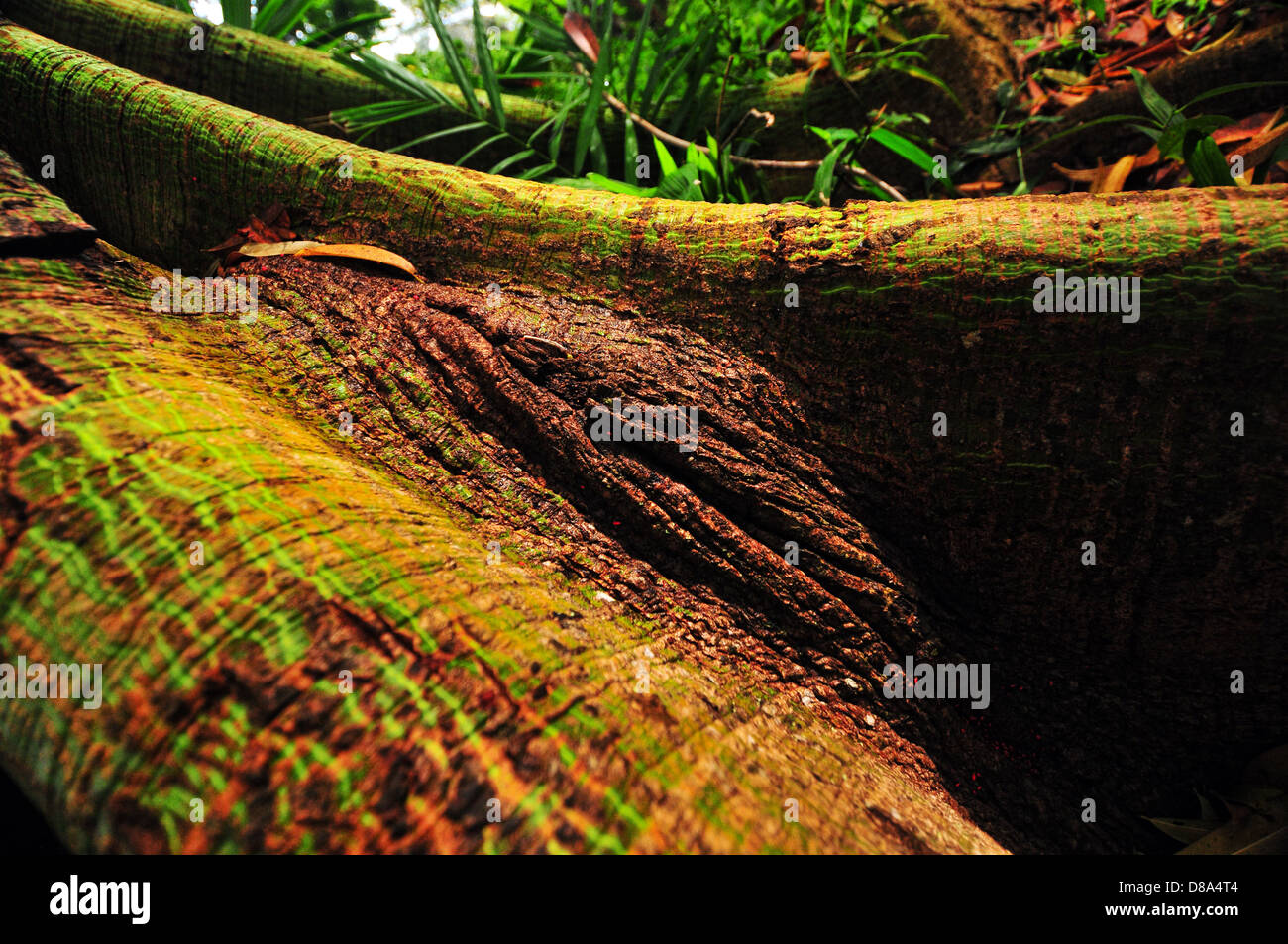 Abstract Tree Roots in Zanzibar Tropical Forest Stock Photo - Alamy