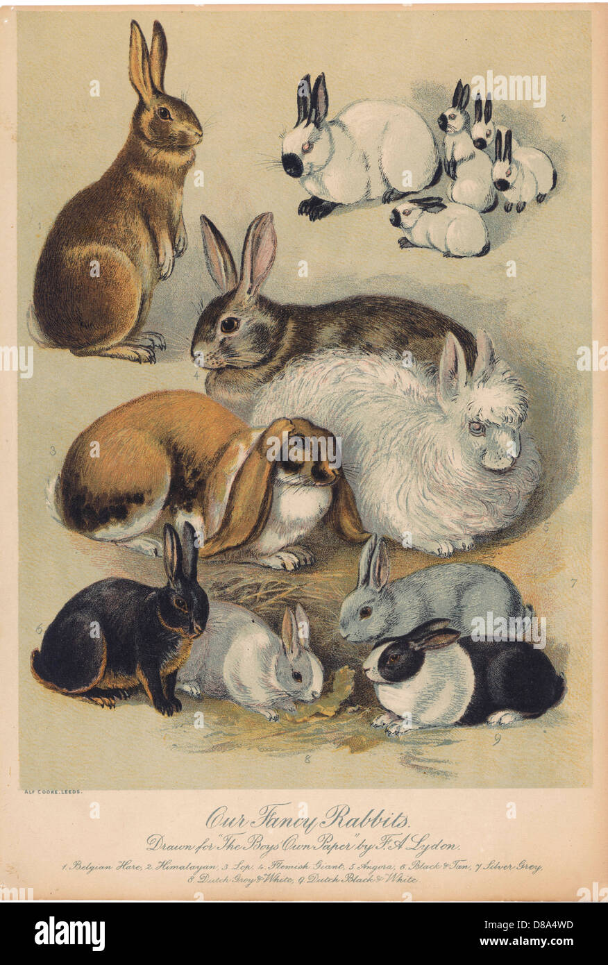 Rabbits and hares hi-res stock photography and images - Alamy