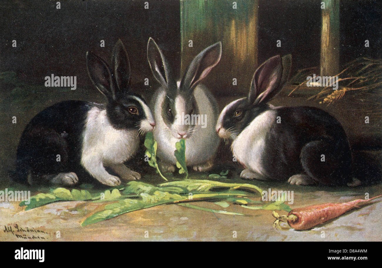 Dutch Rabbits - 1905 Stock Photo - Alamy