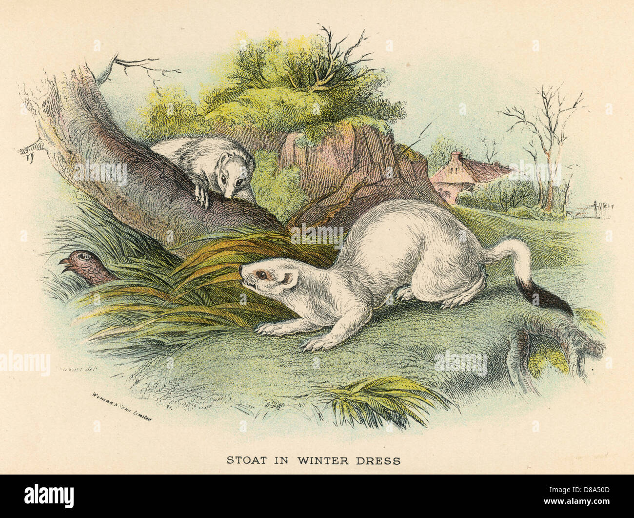 Prey for stoats hi-res stock photography and images - Alamy