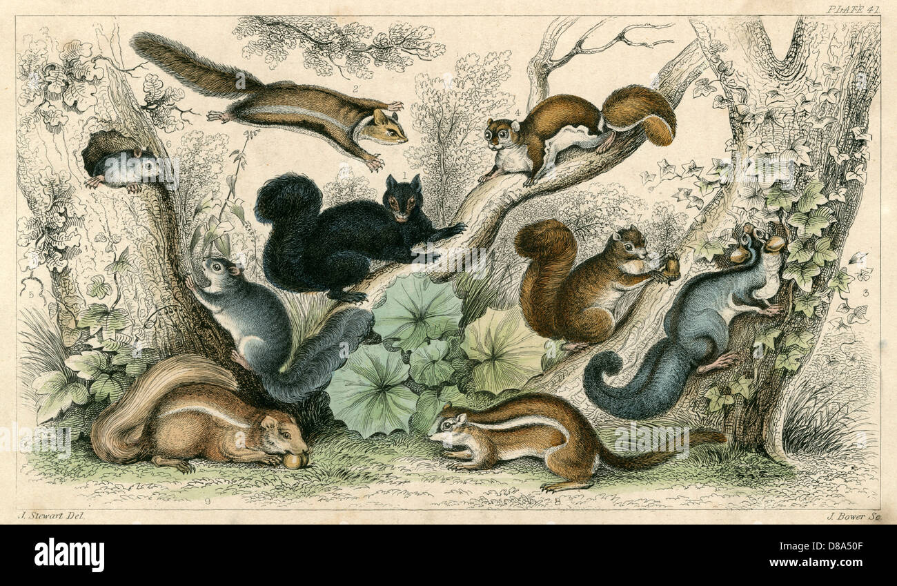 Ariel petaurus hi-res stock photography and images - Alamy