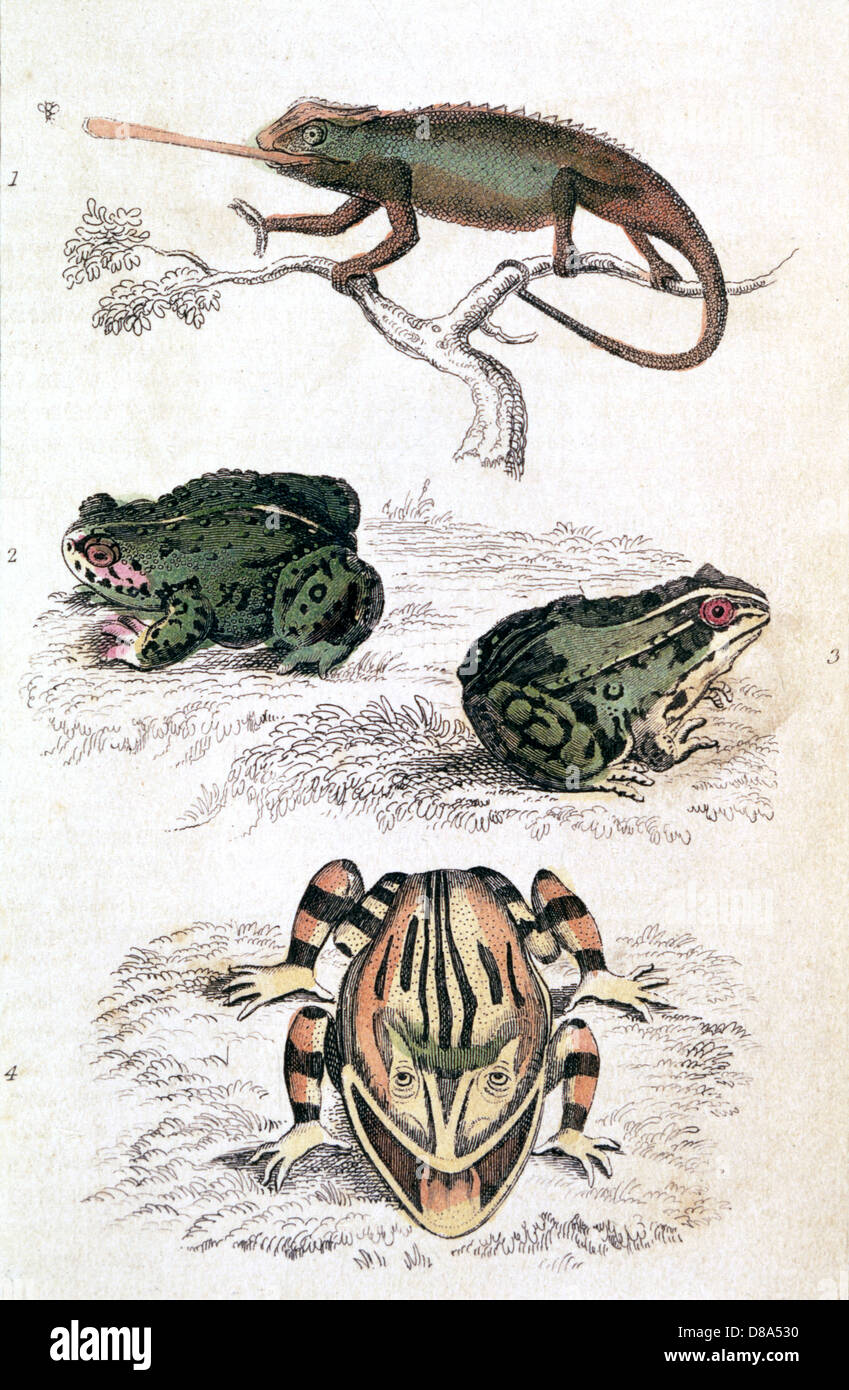 Reptiles lizars hi-res stock photography and images - Alamy