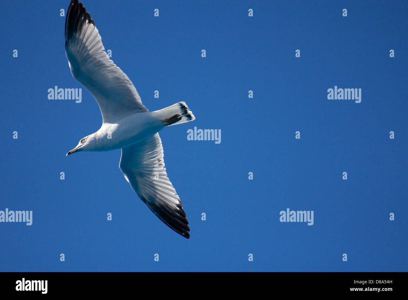 Seagull flying by in the clear blue sky, wings spread wide Stock Photo ...